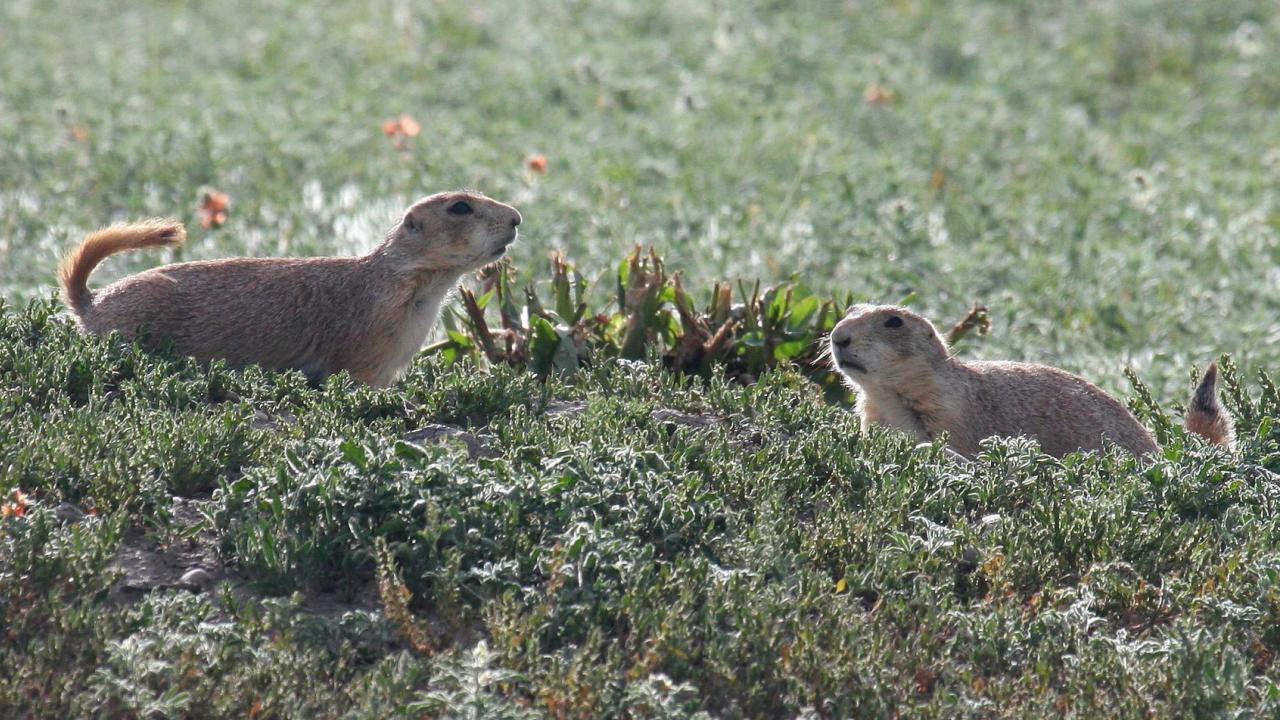 Mammal Collection | Museum of Wildlife and Fish Biology