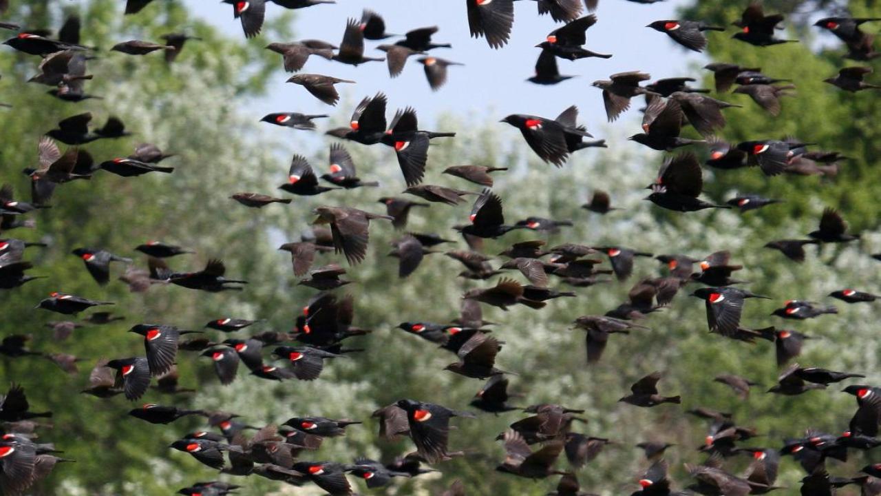 Bird Collection | Museum of Wildlife and Fish Biology